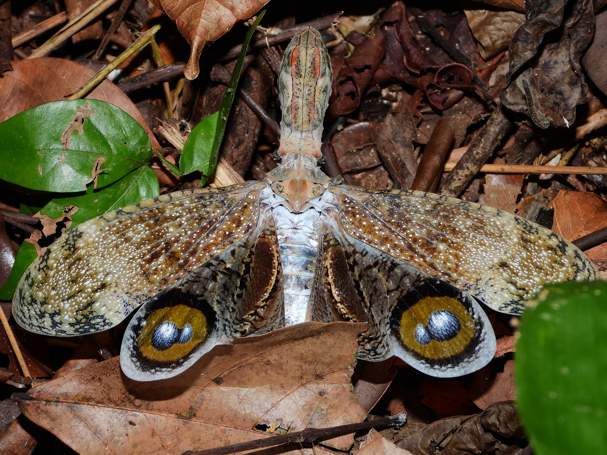 Fulgora laternaria (Linnaeus, 1758)