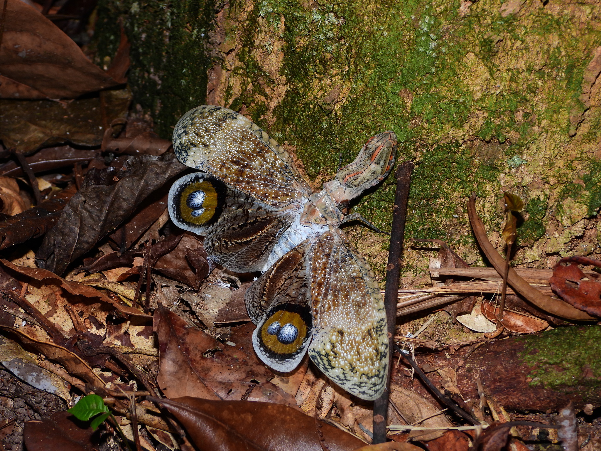 Fulgora laternaria (Linnaeus, 1758)