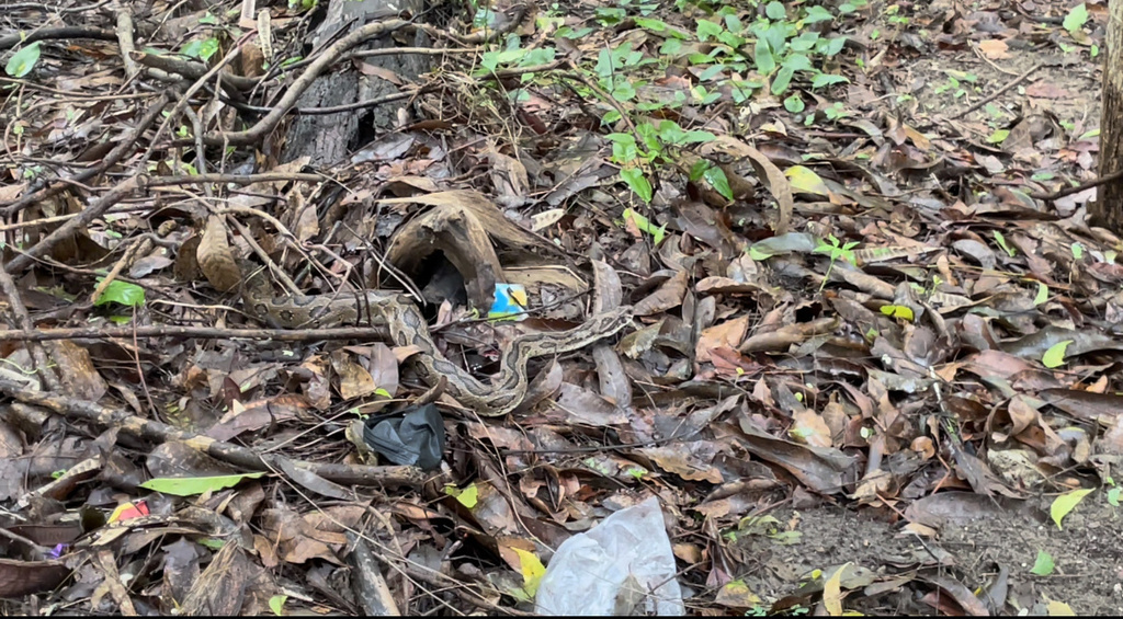 Russell's Viper from Tharangambadi, Mayiladuthurai, TN, IN on October ...