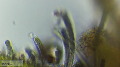 Genus Stichosiphon · iNaturalist