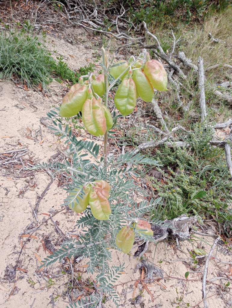 cancer bush from Uitenhage Farms, Gqeberha, South Africa on September ...