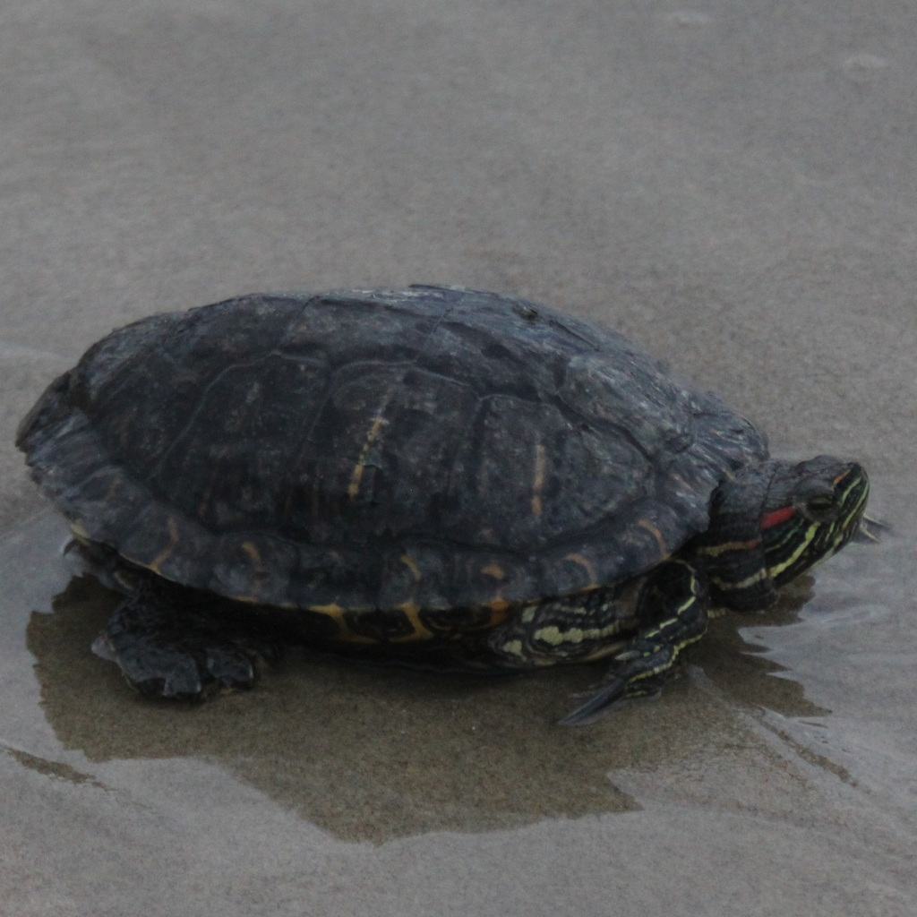 Red-eared Slider from Monterey, CA, USA on November 30, 2012 at 03:48 ...