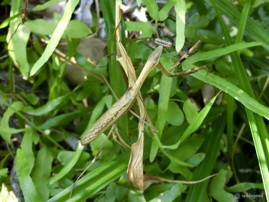 Asian Jumping Mantis from 香港 on October 21, 2022 at 01:33 PM by ...