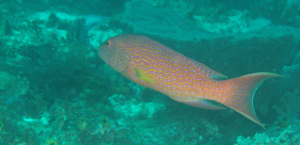 Variola albimarginata Baissac, 1953