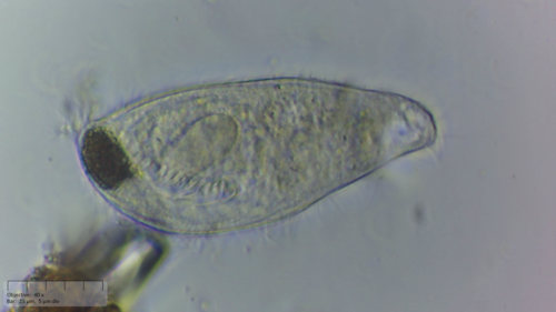 Metopus es · NaturaLista Colombia