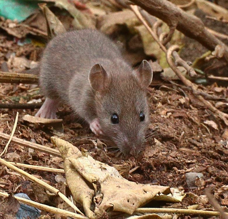 Black Rat from Antsirabé, Madagascar on August 3, 2022 at 11:47 AM by ...