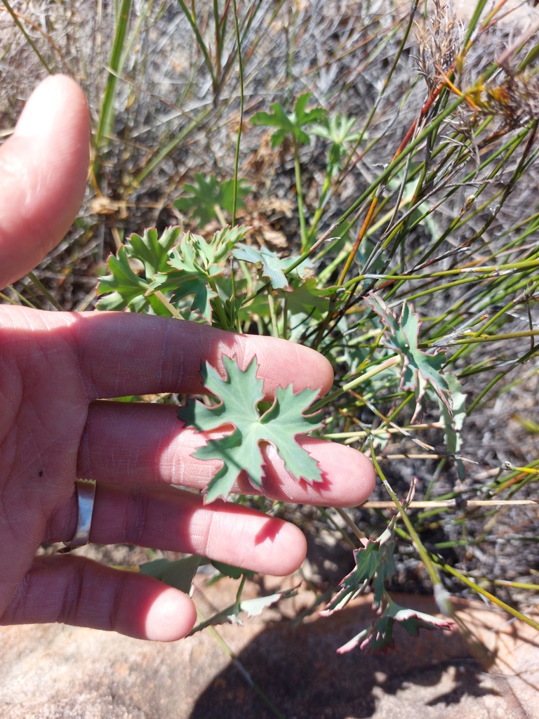 regal storksbill from Namakwa, Northern Cape, South Africa on October ...