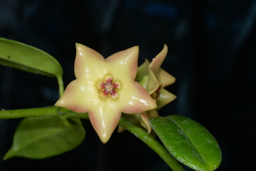 Hoya affinis · iNaturalist