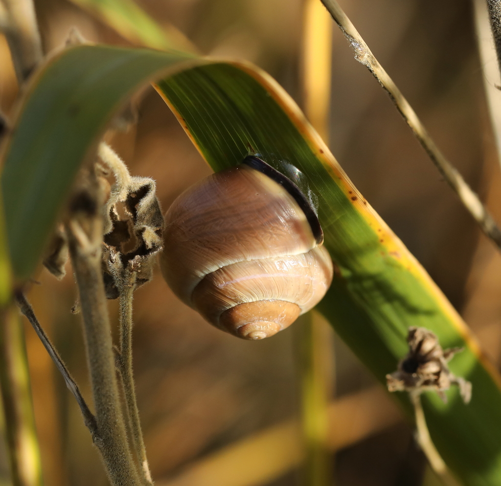 Brown-lipped Snail from Oudalle, France on October 21, 2022 at 03:42 PM ...