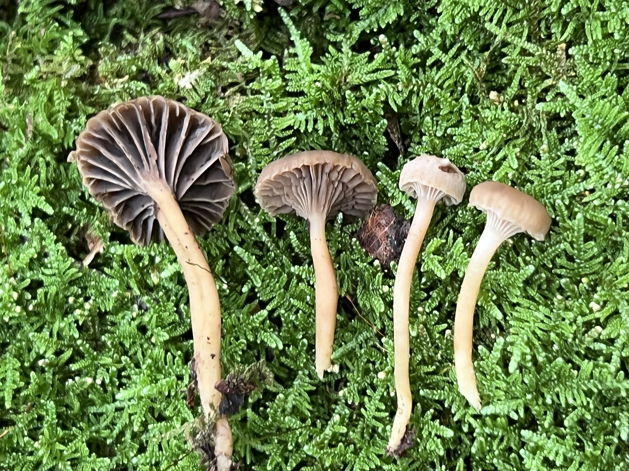 Hodophilus R.Heim