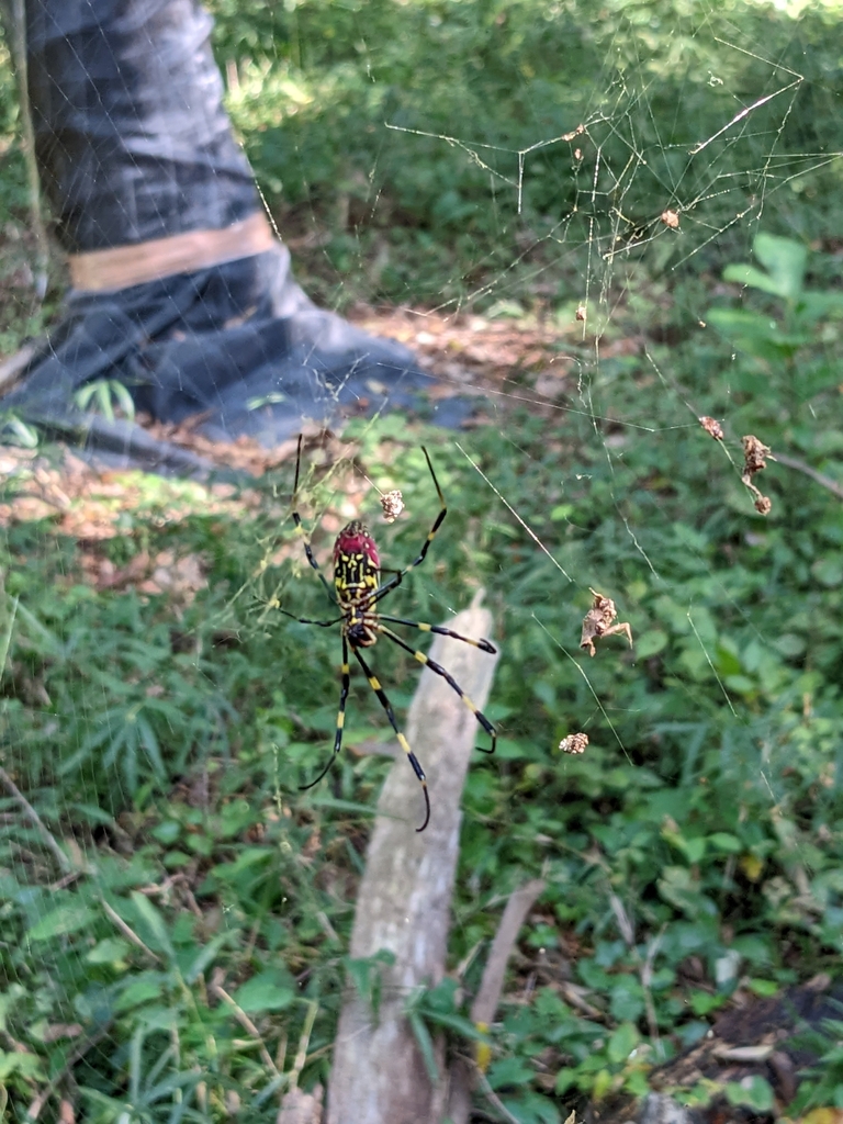 Joro Spider from 449 Shōrenji, Kashiwa, Chiba 277-0814, Japan on ...