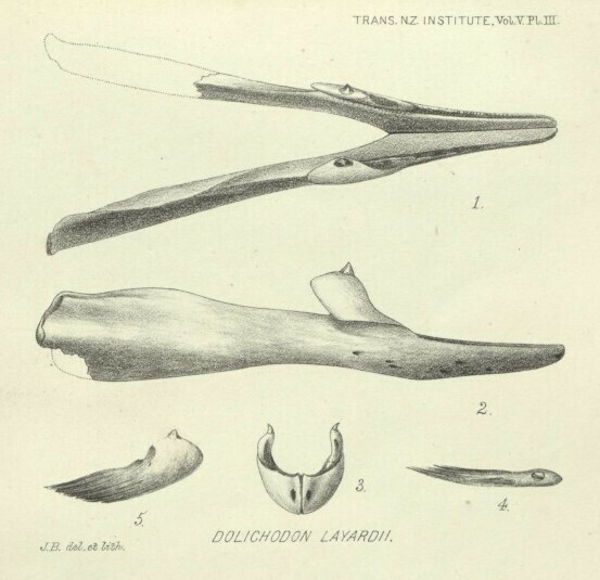 Spade-toothed Beaked Whale (Mesoplodon traversii) - Marine Life ...