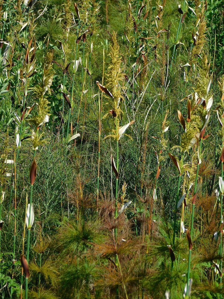 Broom reed from Greyton Platkloof, 7233, South Africa on October 20 ...