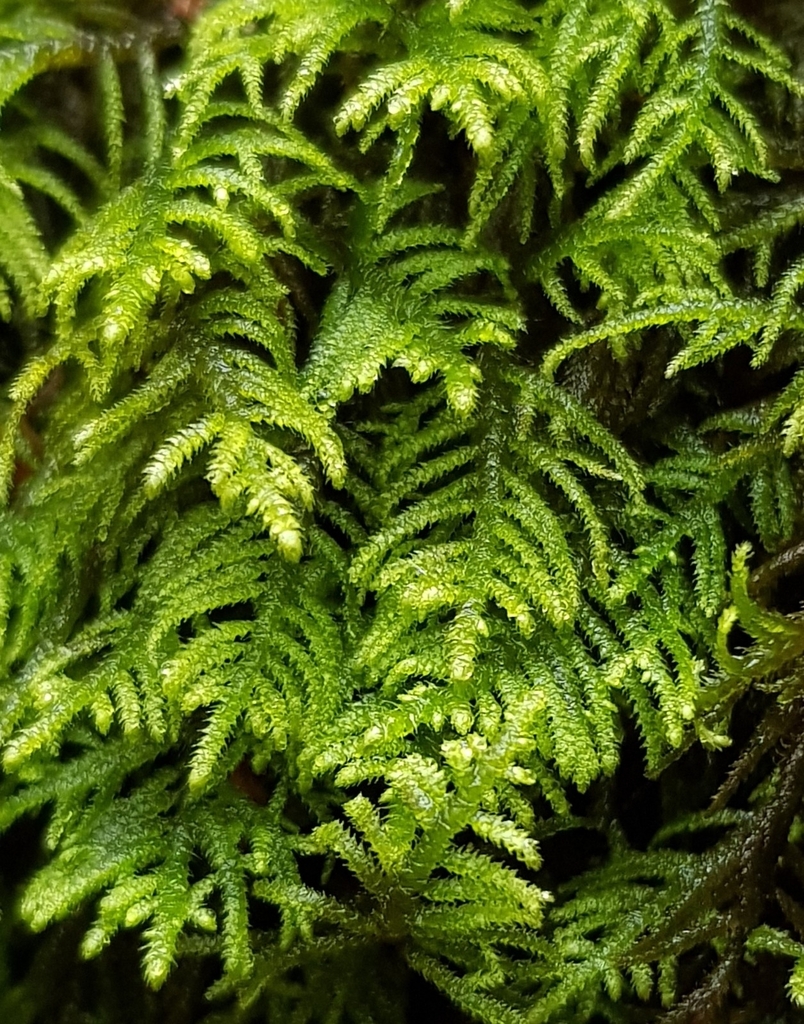 Flagellate Feather-moss (Hyocomium armoricum) - Botanical Realm