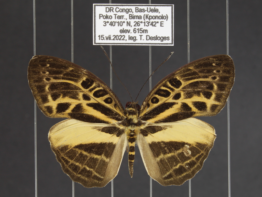 Catuna niji from Bima, Bas-Uele on July 15, 2022 by Thomas Desloges ...