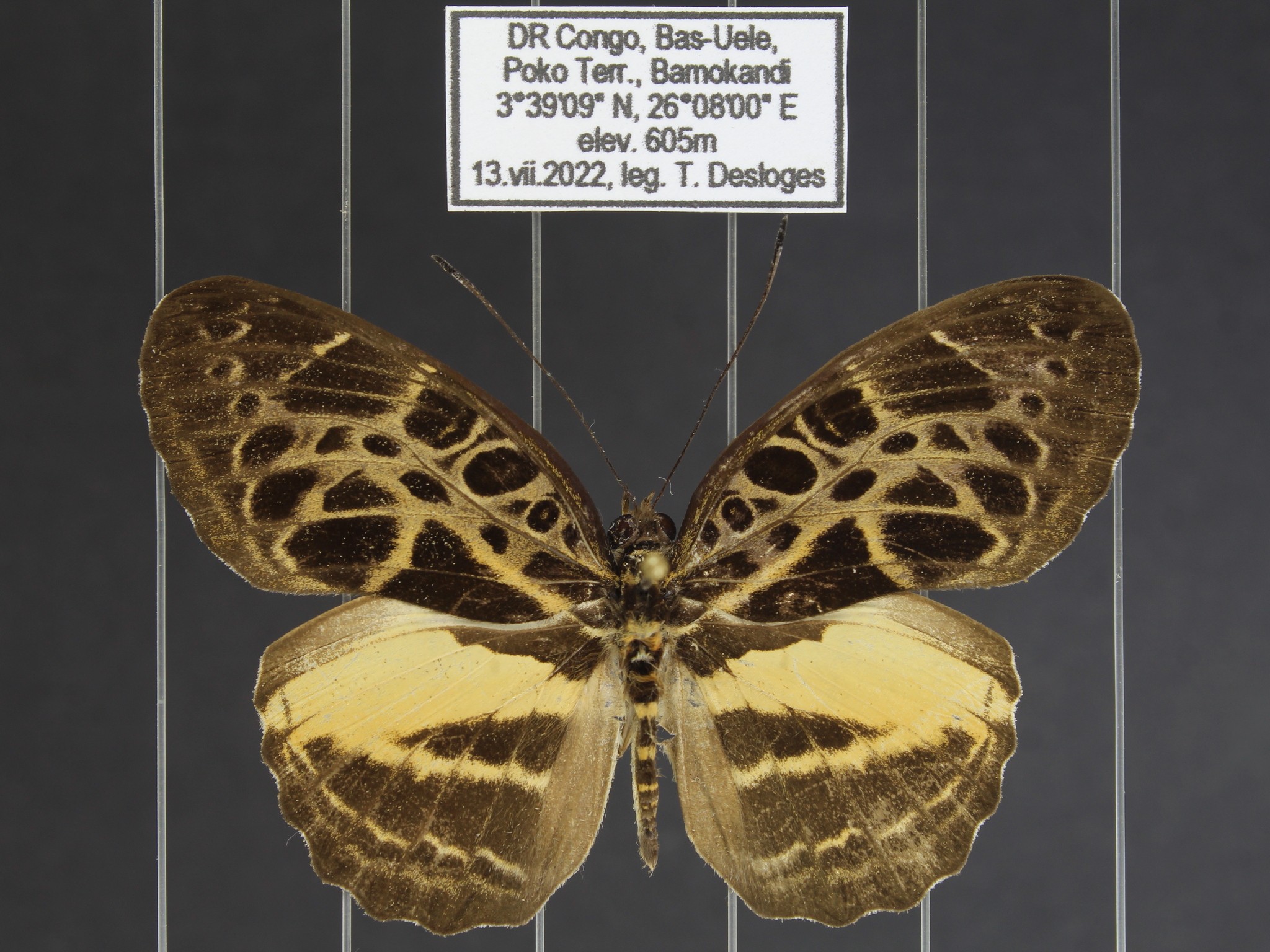 Catuna crithea Drury, 1773