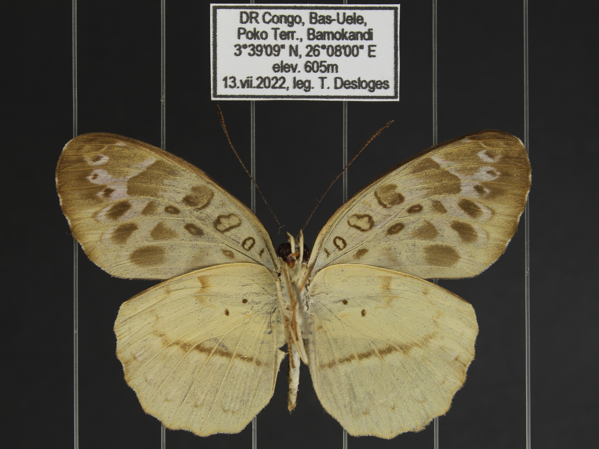 Catuna crithea Drury, 1773