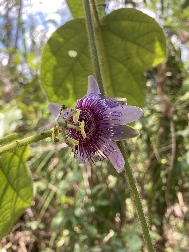 Passiflora menispermifolia from Huánuco, PE on October 11, 2022 at 12: ...