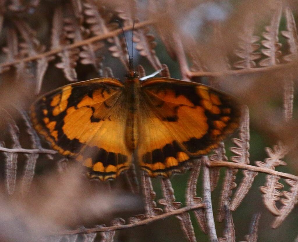 African Joker from Ambalavao, Madagascar on August 05, 2022 at 06:22 PM ...