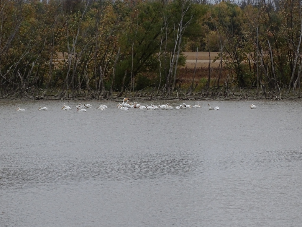 American White Pelican from Dearborn County, IN, USA on October 18 ...