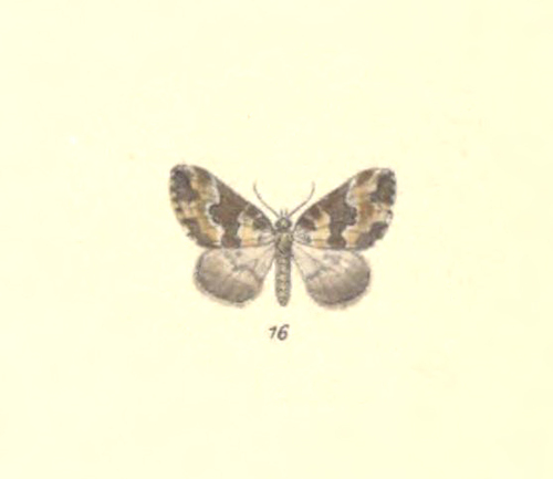 Psaliodes potina · iNaturalist United Kingdom