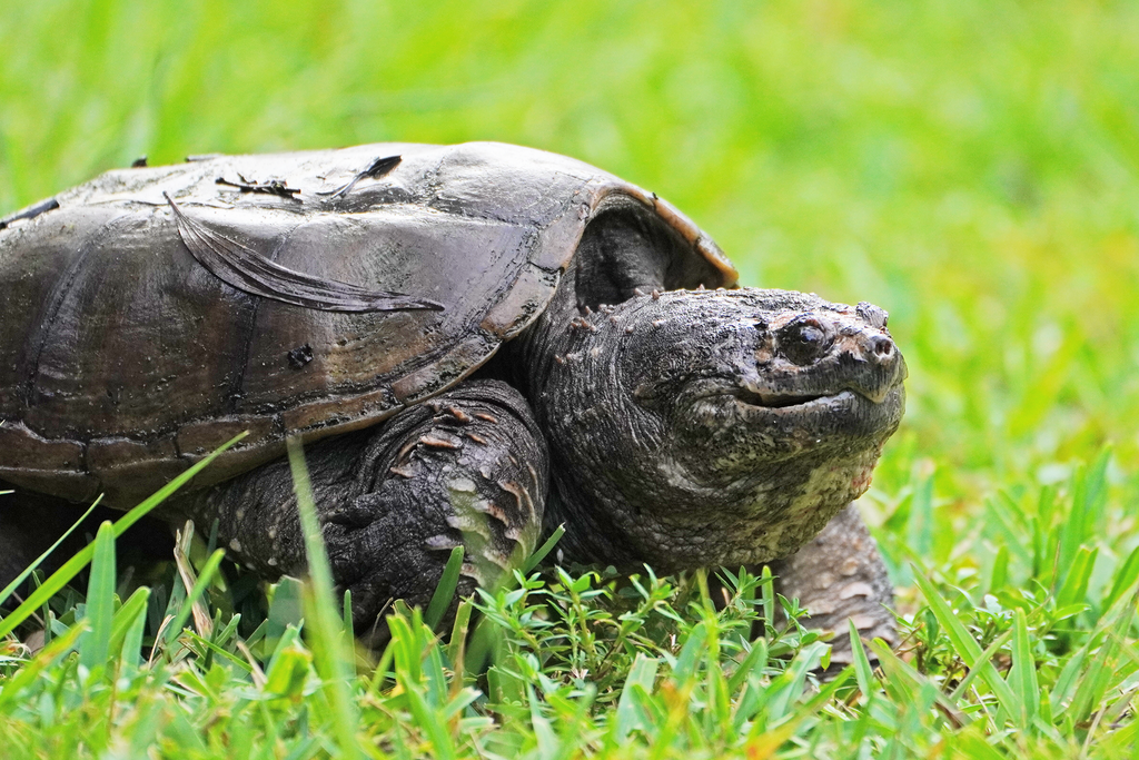 Common Snapping Turtle from Coconut Creek, FL, USA on October 21, 2022 ...