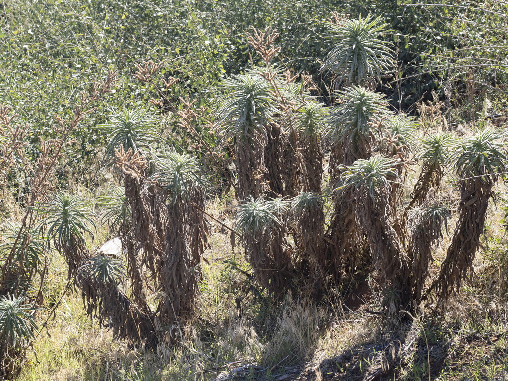 Poodle-dog bush from Cuyamaca Rancho, Cuyamaca Rancho State Park, San ...