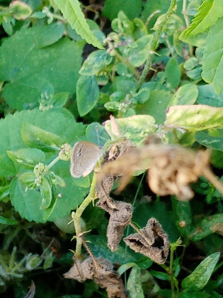 Lesser Grass Blue from Katrakayalagunta, Andhra Pradesh, India on ...