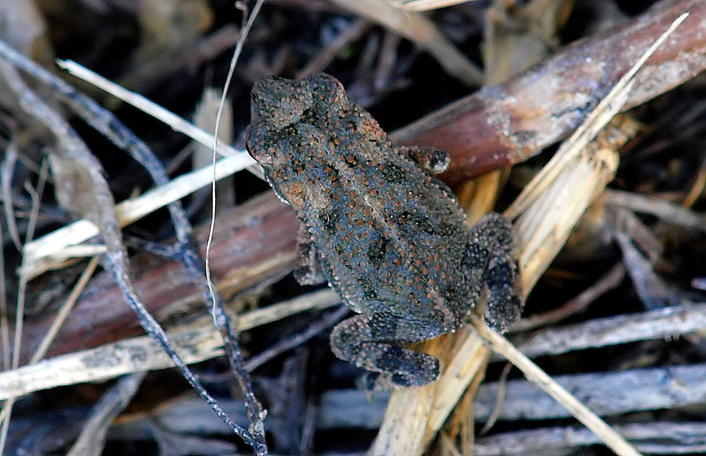 Gulf Coast Toad from Dallas, TX, USA sunset bay near pier on August 7 ...