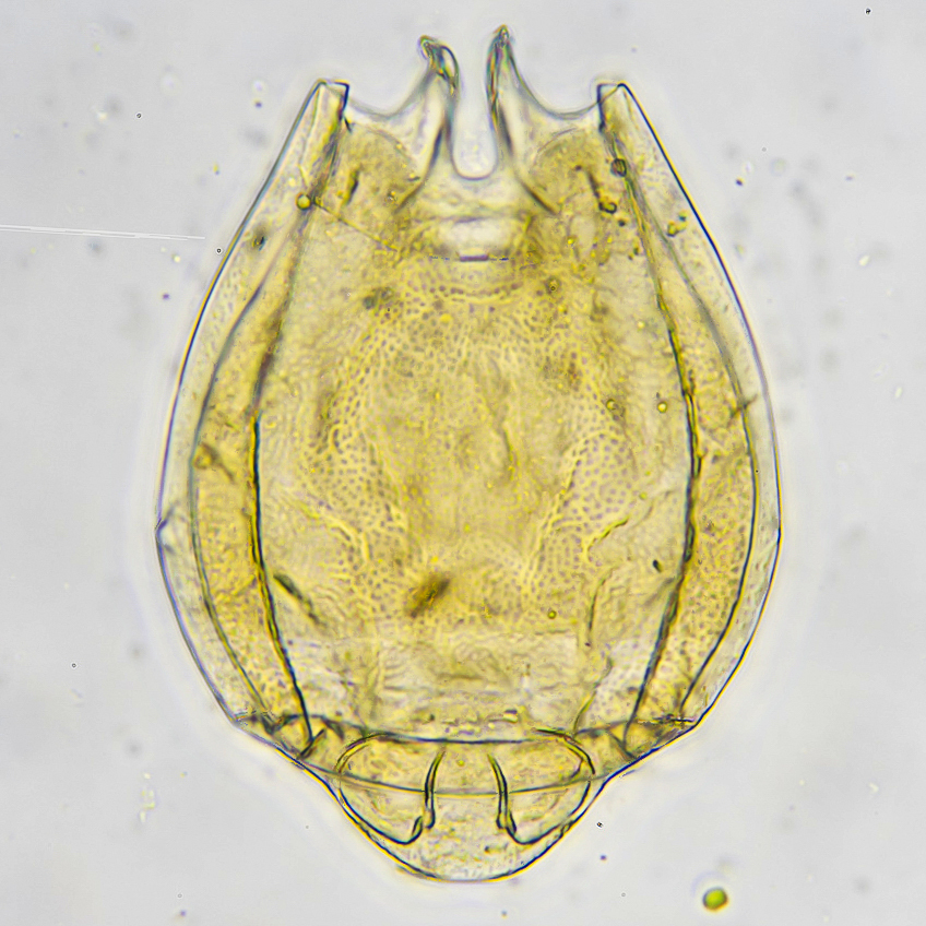 Lecane quadridentata (Ehrenberg, 1830)