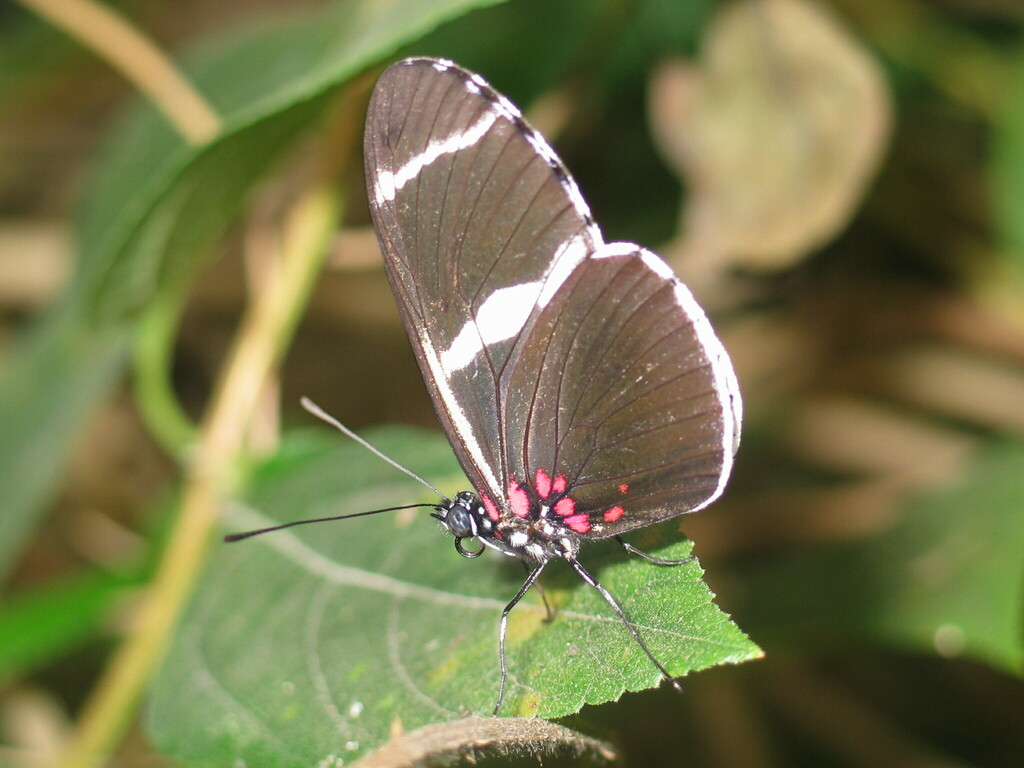Longwings and Heliconians from Santiago Island, Ecuador on October 25 ...