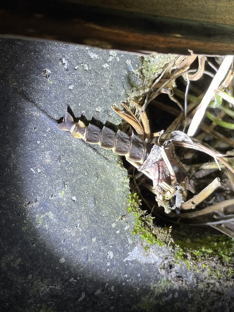 Pyrocoelia in October 2022 by randall_f · iNaturalist