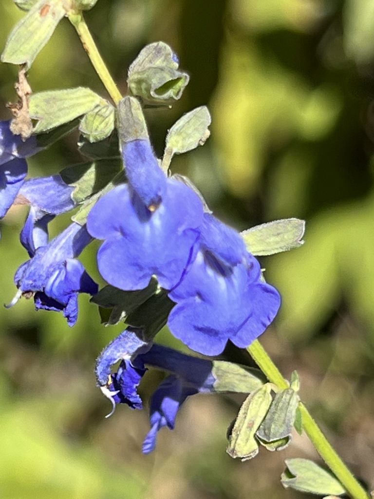 giant blue sage from Russ Pitman Park, Bellaire, TX, US on October 21 ...