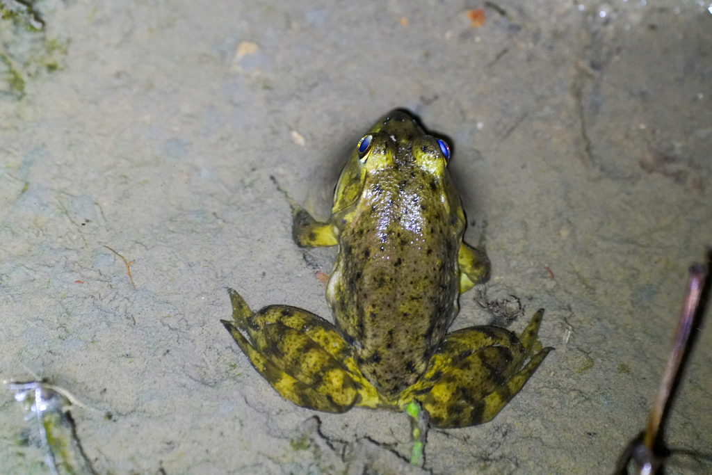 American Bullfrog from 日本、〒192-0151 東京都八王子市上川町 on October 21, 2022 at ...
