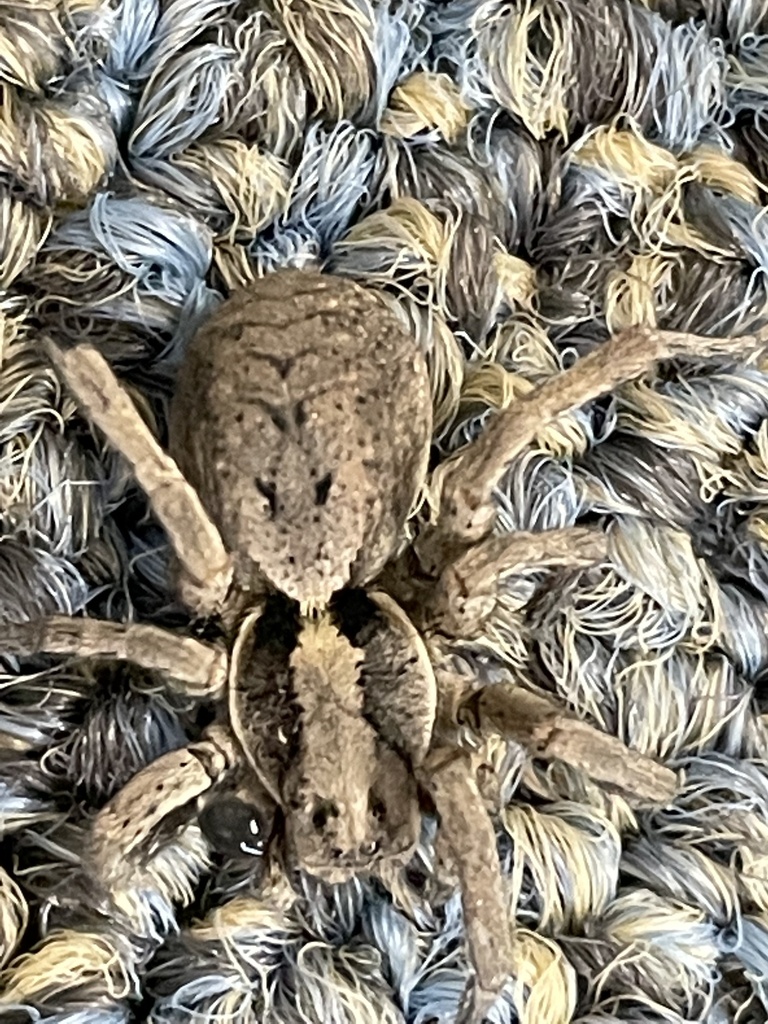 Forest Wolf Spider from Second Ave S, Okanogan, WA, US on October 21 ...