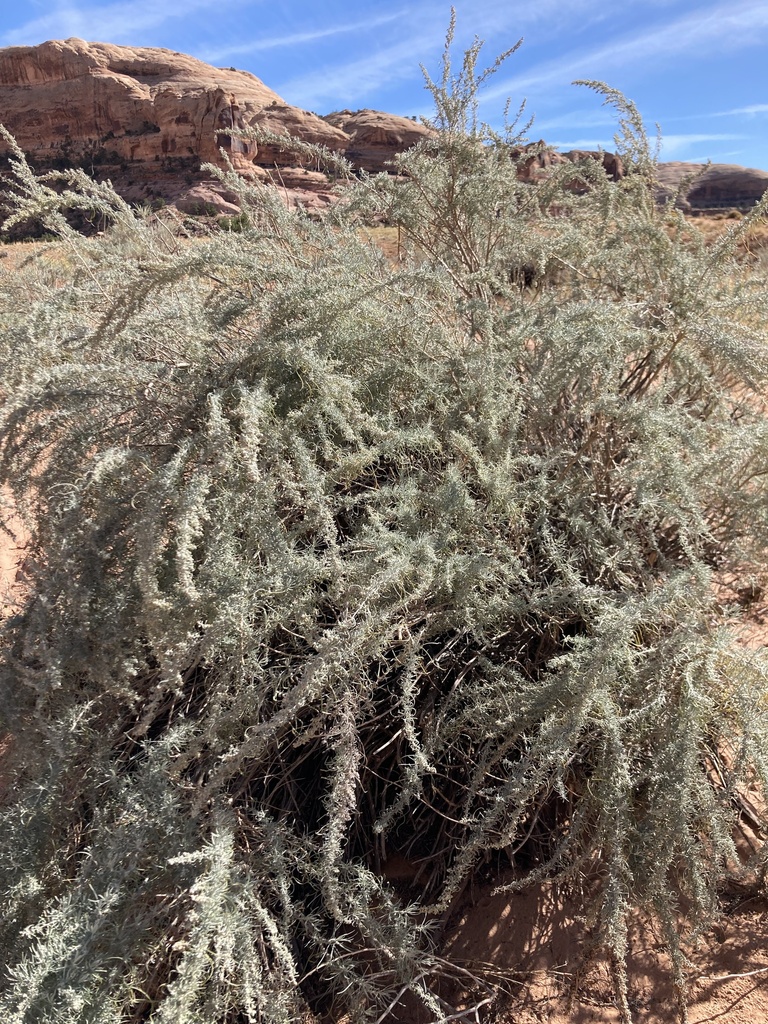 sand sagebrush from Pritchett Canyon, Moab, UT, US on October 20, 2022 ...
