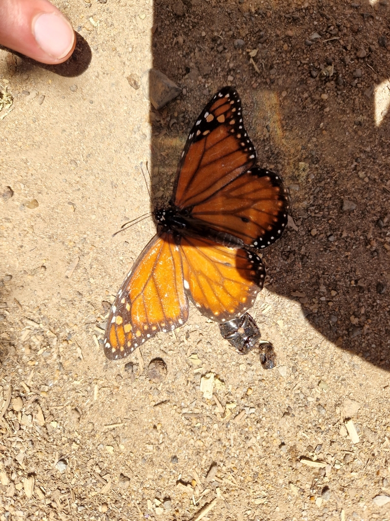 Southern Monarch from 98V8+Q4, Ituzaingó, Corrientes, Argentina on ...