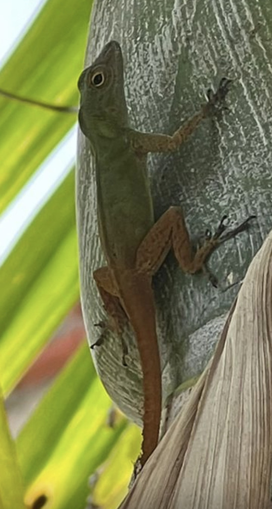 Bark Anole from La Española, Punta Cana, La Altagracia, DO on October ...
