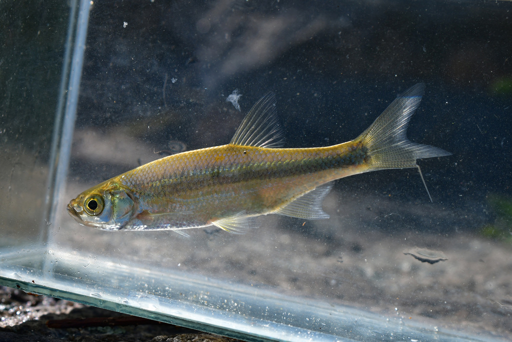 Golden Shiner from Rockport, MA, USA on September 29, 2022 at 01:46 PM ...