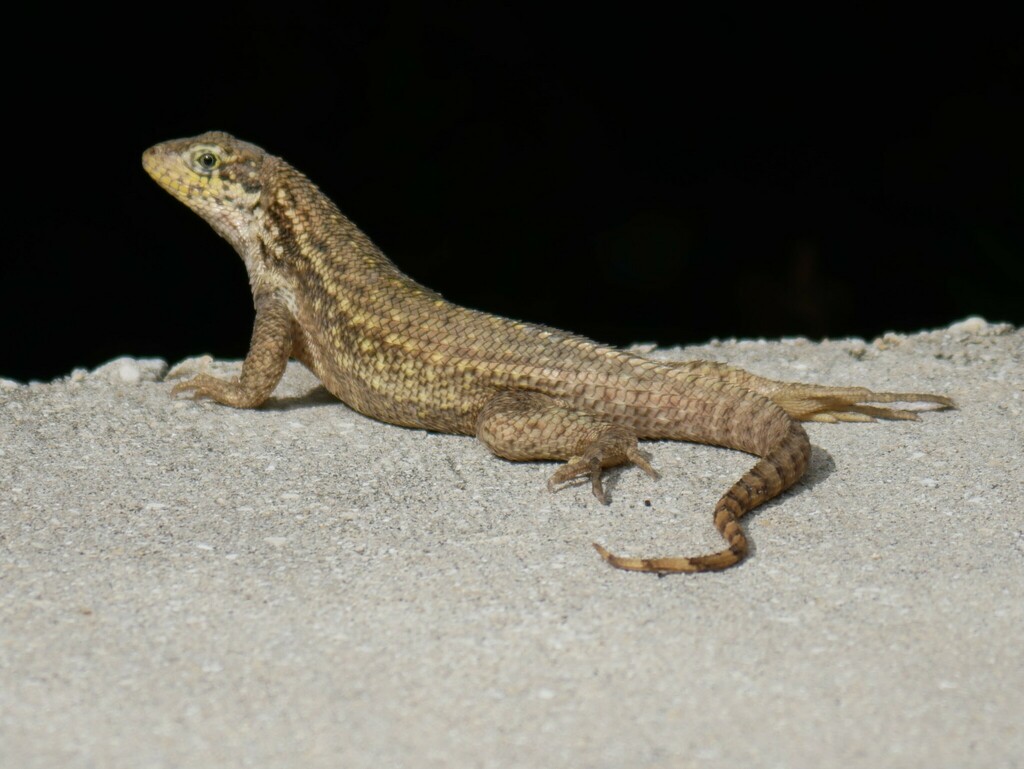 Northern Curly-tailed Lizard from Crocodile Lake NWR, Key Largo, FL on ...