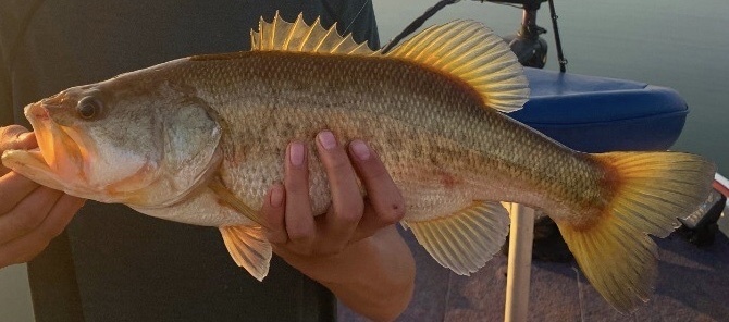 Largemouth Bass from Lake Manyame, 26, Mashonaland West, ZW on August ...