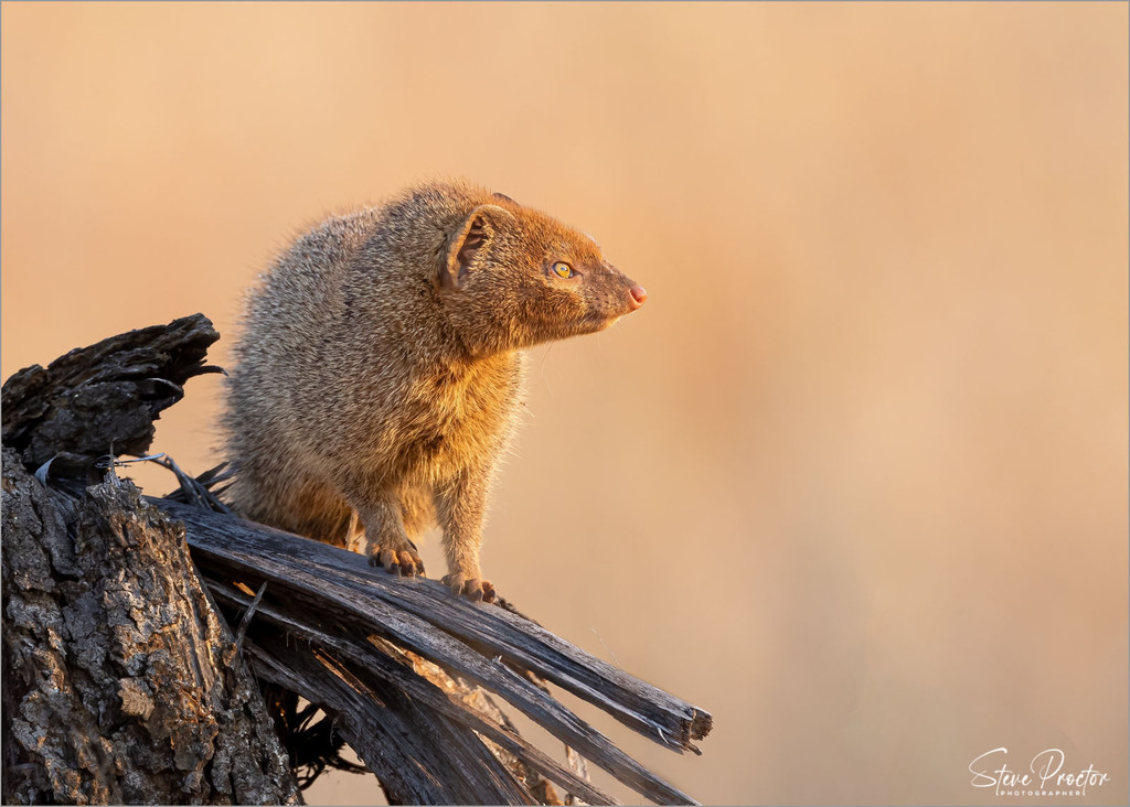 Common Slender Mongoose from Ehlanzeni District Municipality, South ...