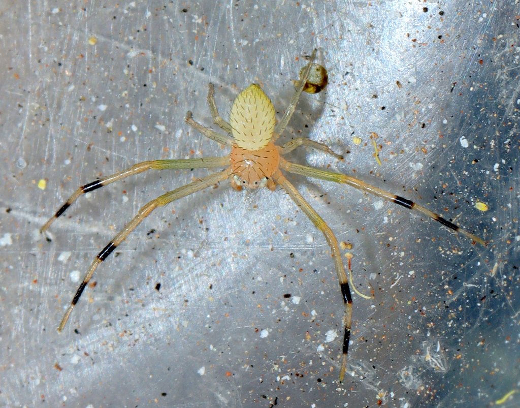 Rosy-banded crab spider from Mooikloof, Pretoria, 0059, South Africa on ...