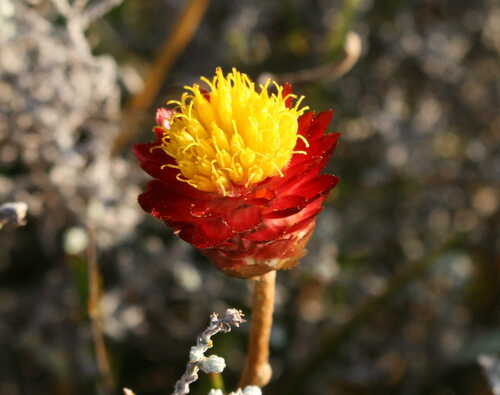 Bronze Sewejaartjie (Syncarpha affinis) · iNaturalist United Kingdom