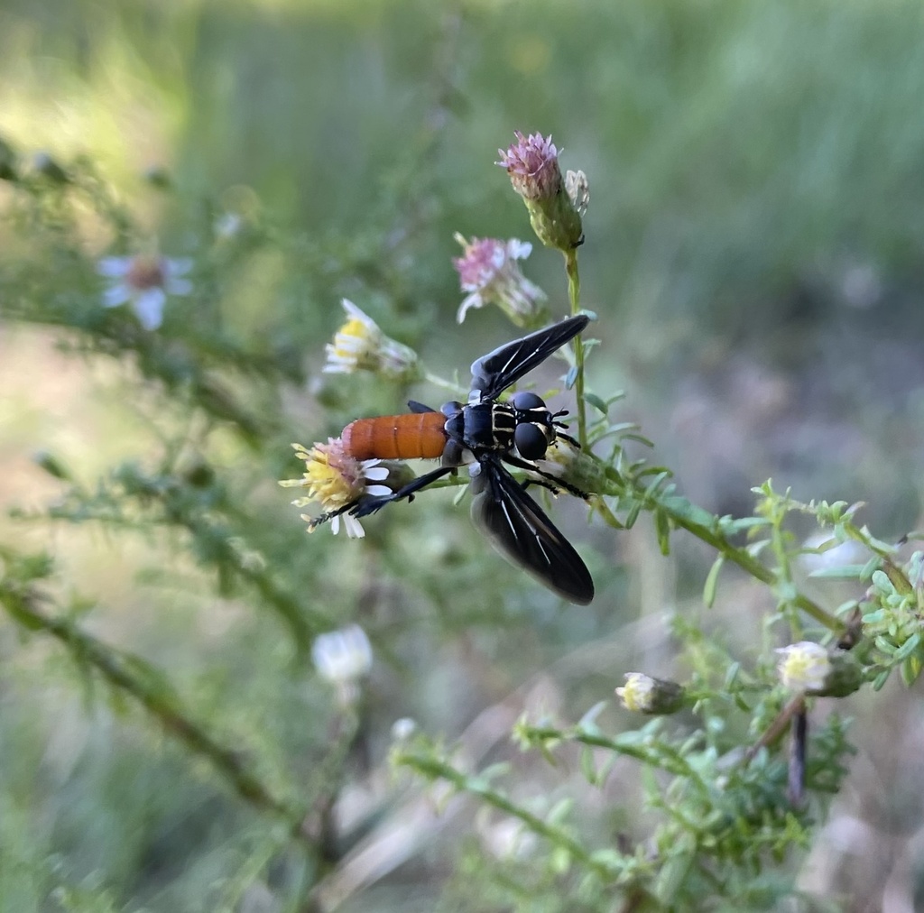 Swift Feather-legged Fly from DeSoto National Forest, Wiggins, MS, US ...