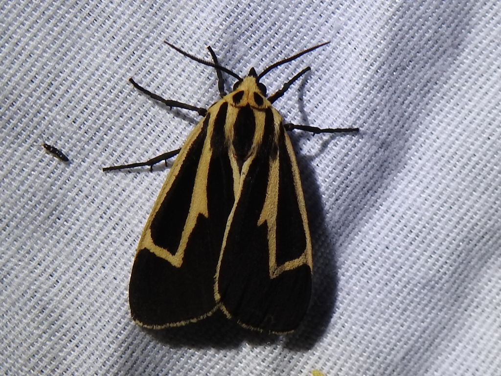 Banded Tiger Moth from Red River County, TX, USA on August 25, 2018 at ...