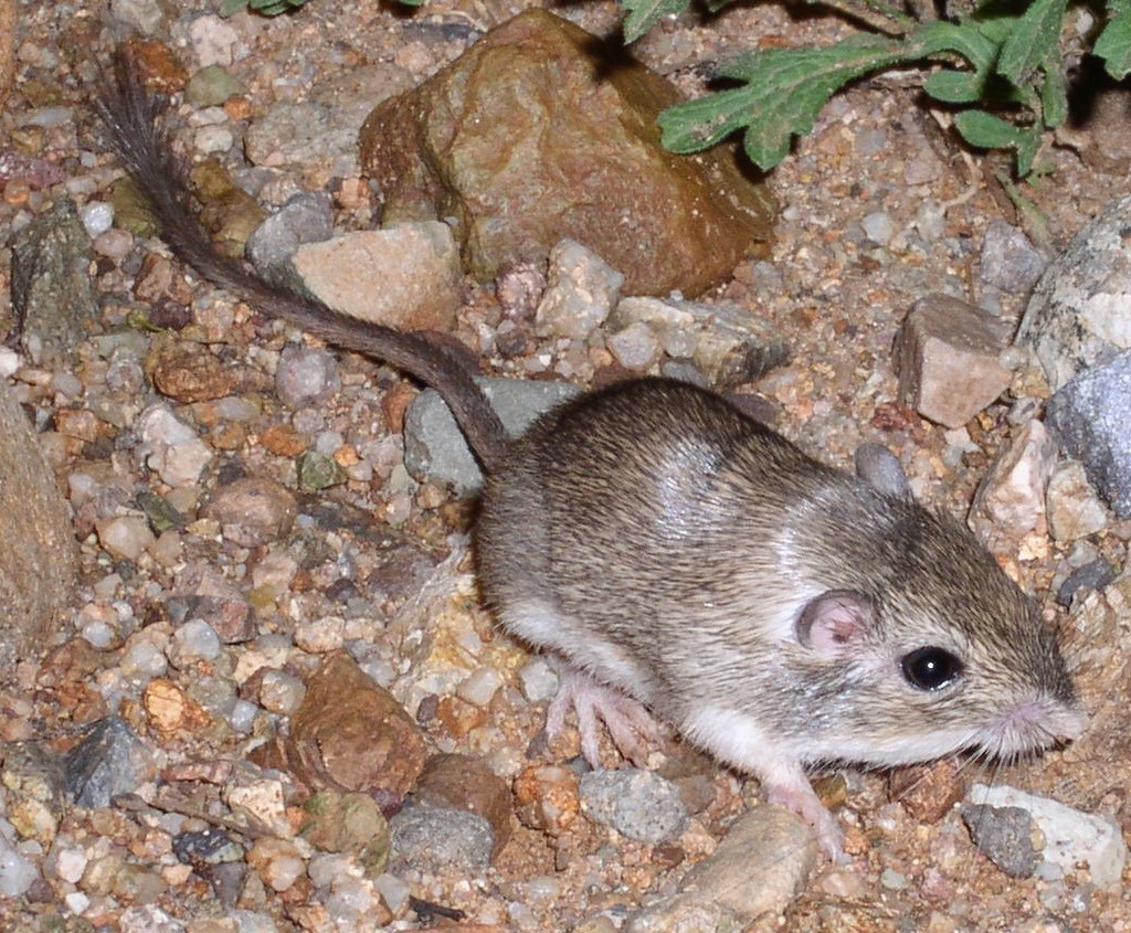 Rock Pocket Mouse from Pima, Arizona, United States on August 8, 2005 ...