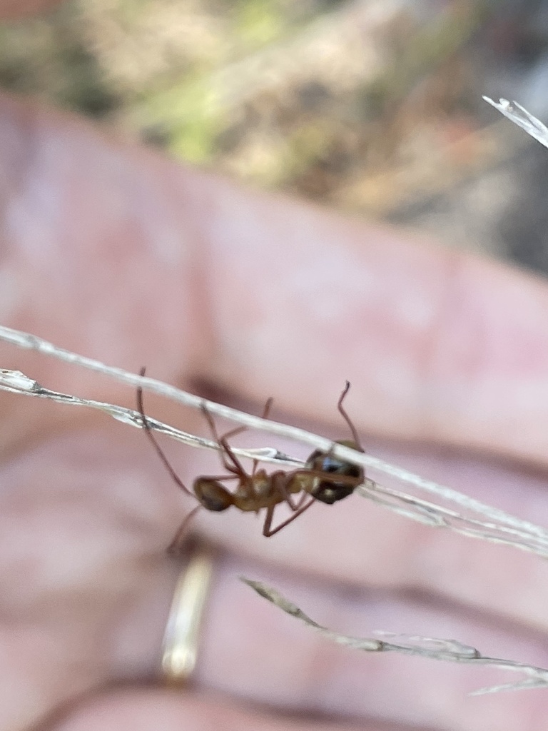 Broad-headed Bugs from Wild Basin, San Antonio, TX, US on October 21 ...