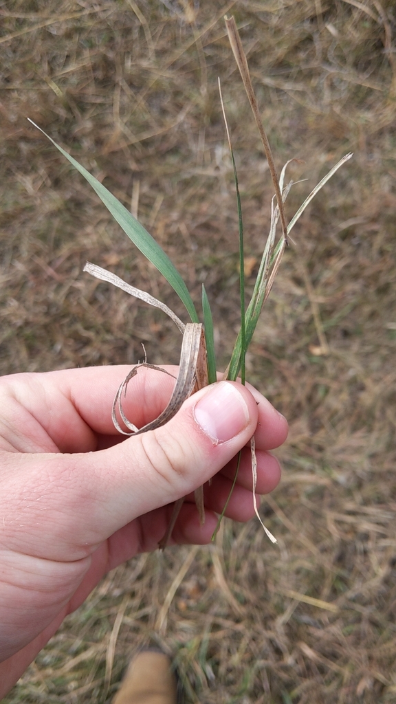 grasses from Oak Lake Township, SD, USA on October 20, 2022 at 01:37 PM ...