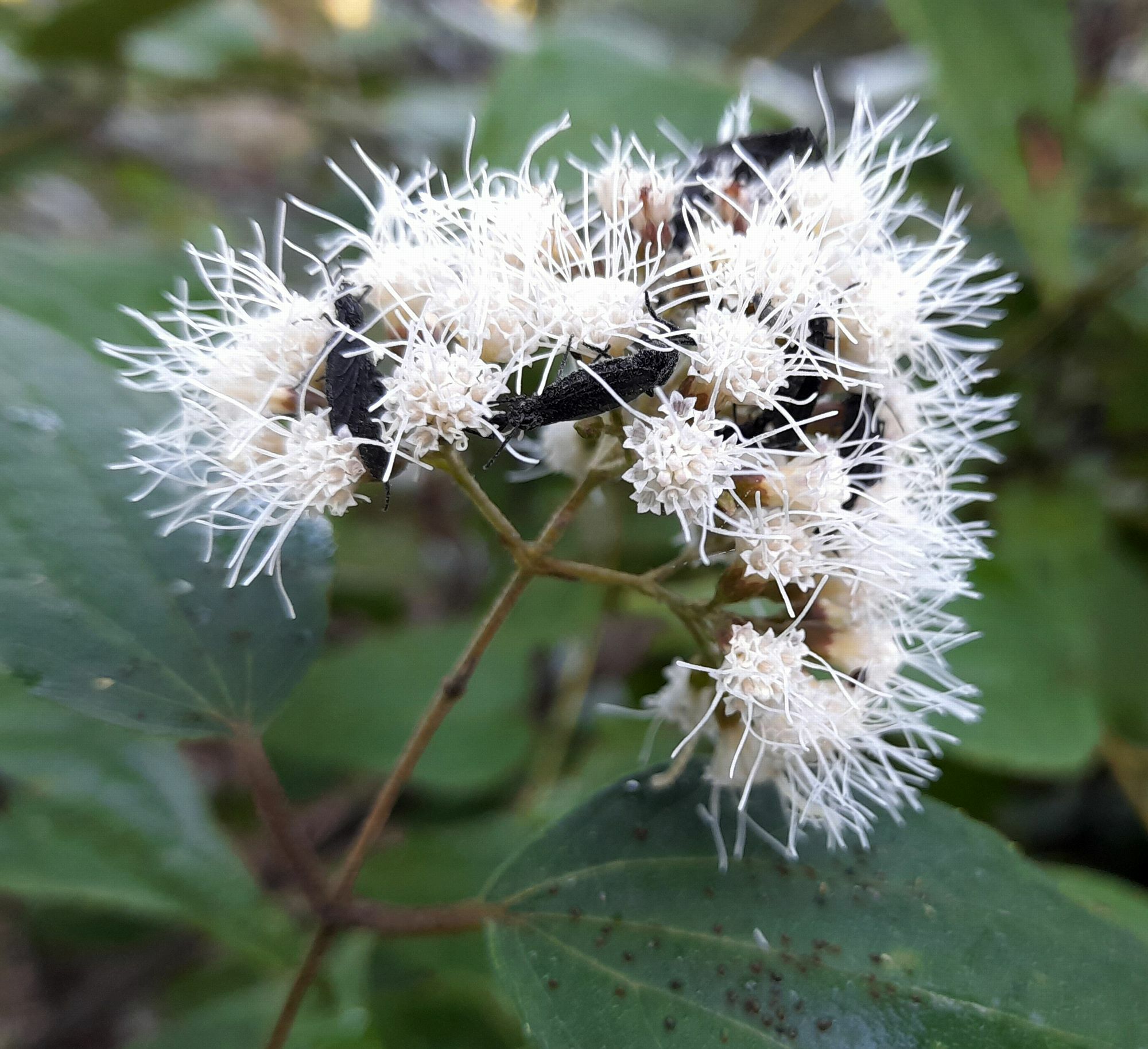 Ageratina areolaris (DC.) D.Gage ex B.L.Turner